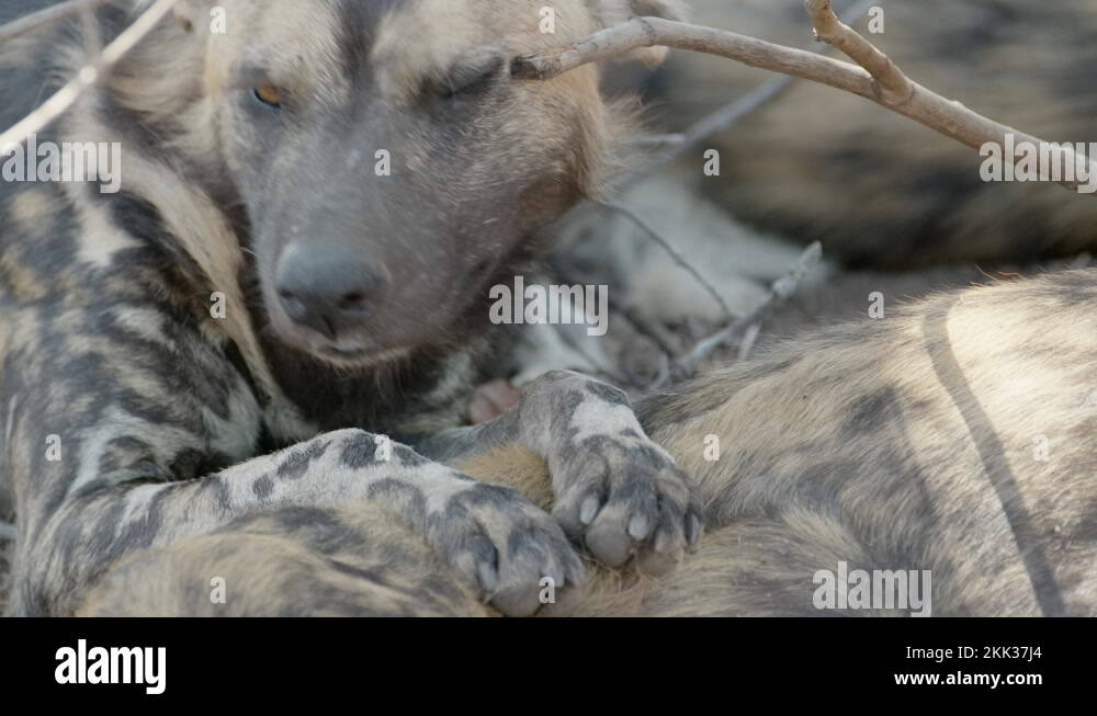 Carnivore dogs Stock Videos & Footage - HD and 4K Video Clips - Alamy