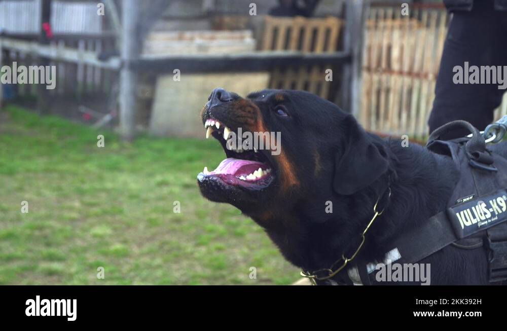 Rottweiler barking Stock Videos & Footage - HD and 4K Video Clips - Alamy
