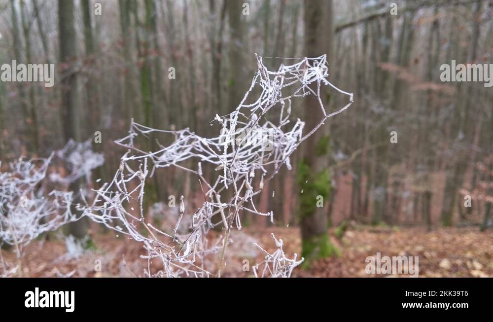 Tree covered in spider webs Stock Videos & Footage - HD and 4K Video ...