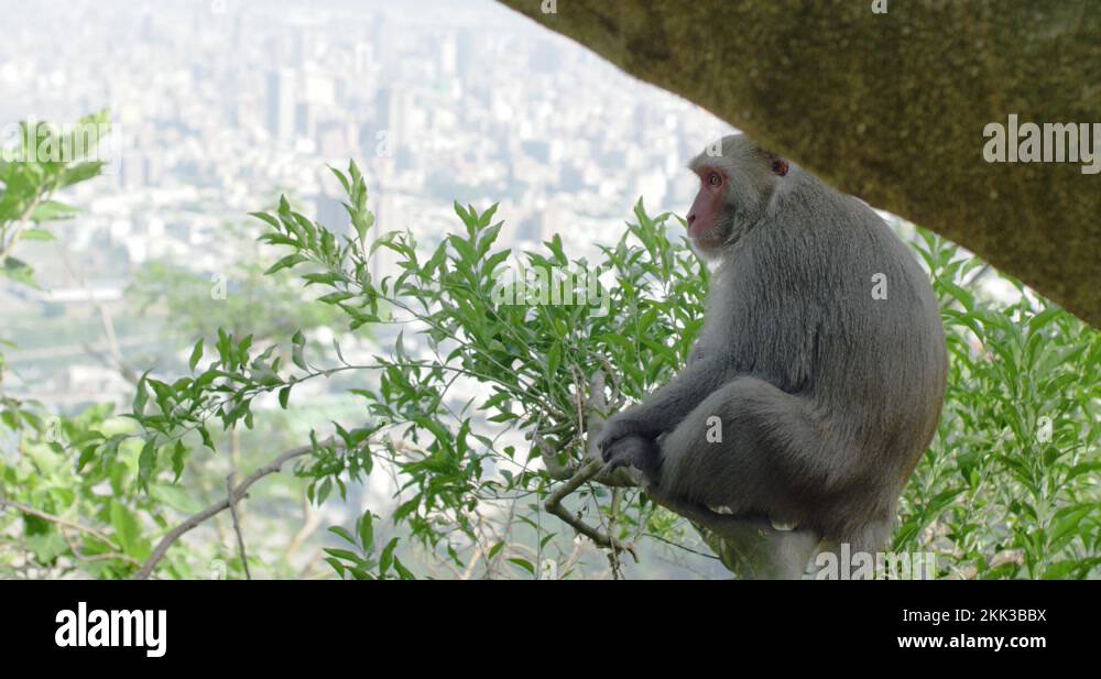 Formosan rock monkey in taiwan Stock Videos & Footage - HD and 4K Video ...