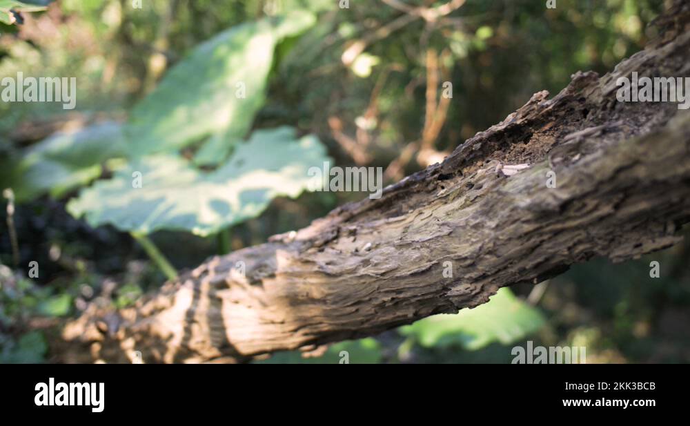 Rotten wooden log Stock Videos & Footage - HD and 4K Video Clips - Alamy