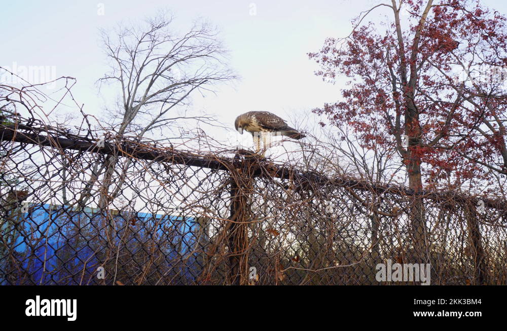 A RED-TAILED HAWK preys on a squirrel in East Village at NYC Stock ...