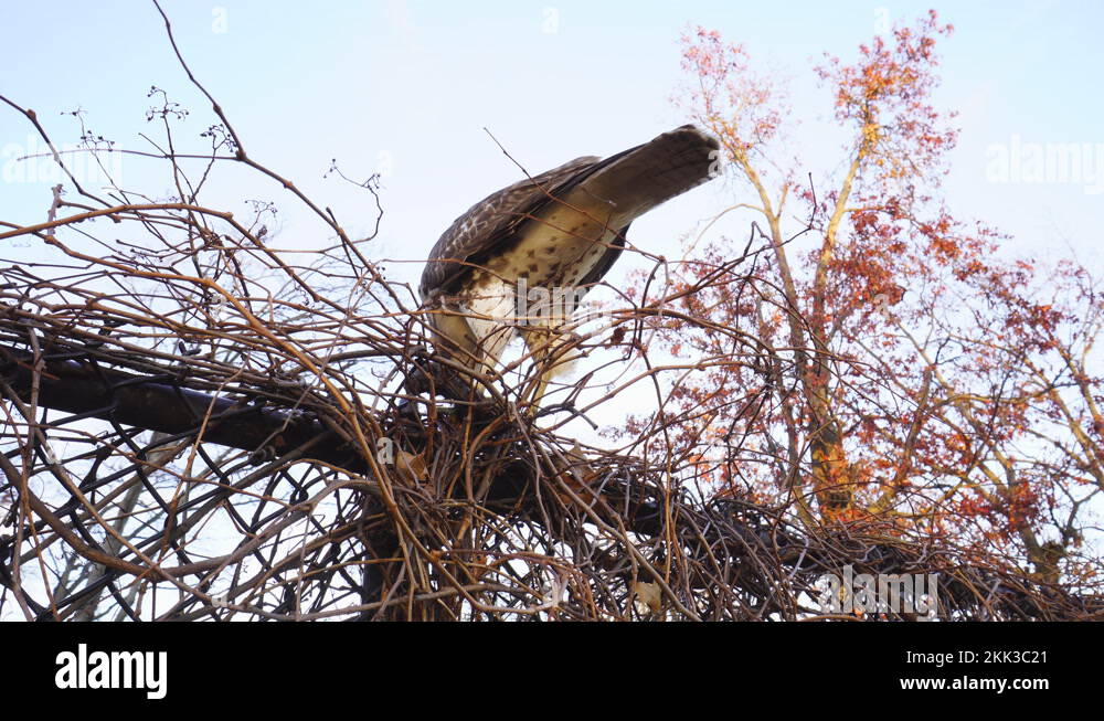 A RED-TAILED HAWK preys on a squirrel in East Village at NYC Stock ...