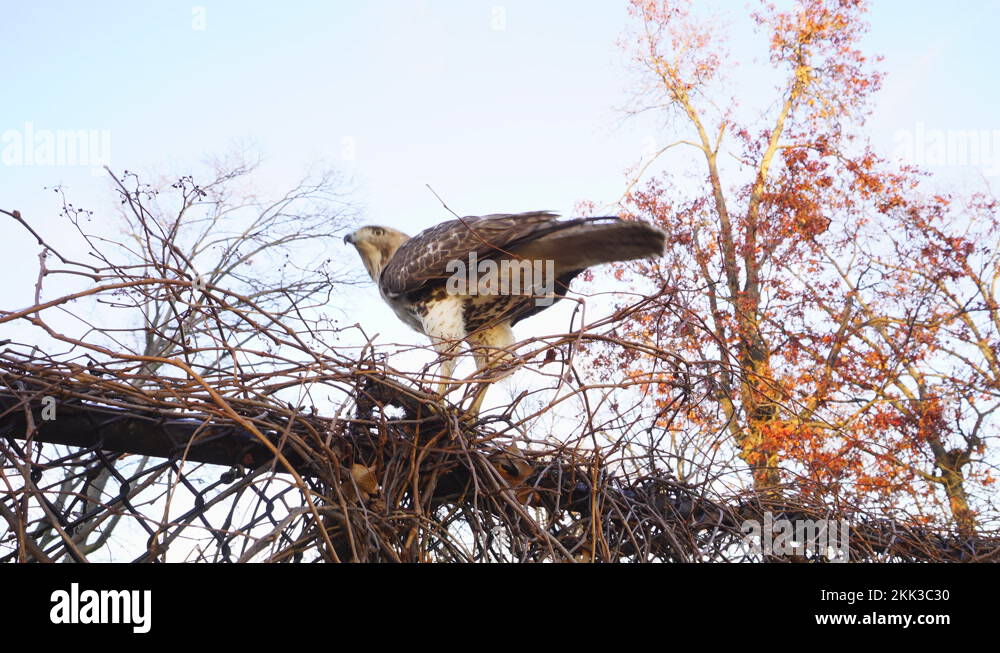 A RED-TAILED HAWK preys on a squirrel in East Village at NYC Stock ...