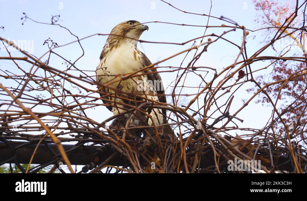 A RED-TAILED HAWK preys on a squirrel in East Village at NYC Stock ...