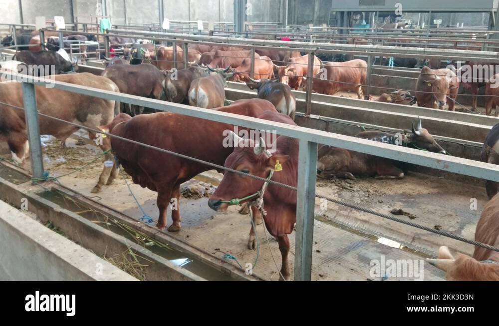 Big farm with cattle of cows in large groups in ranch for breeding ...