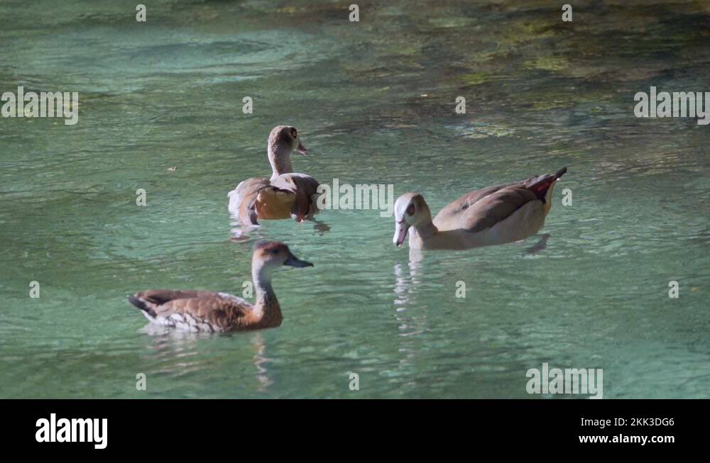 Egyptian duck Stock Videos & Footage - HD and 4K Video Clips - Alamy
