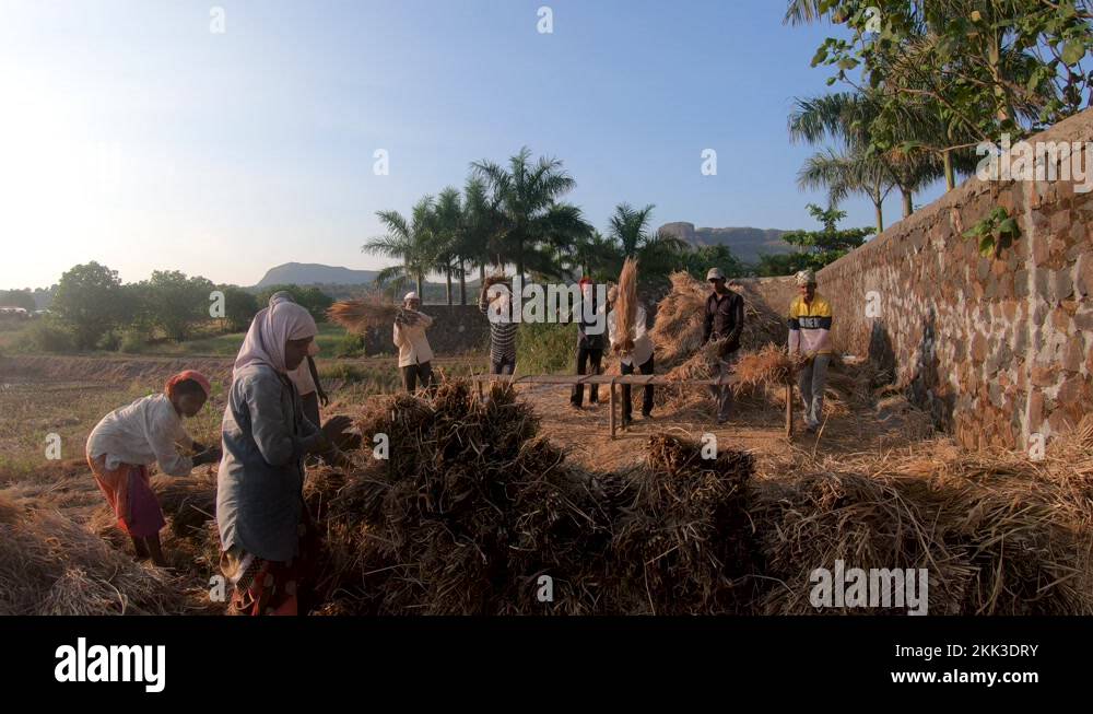 Traditional harvesting threshing grain harvest Stock Videos & Footage ...