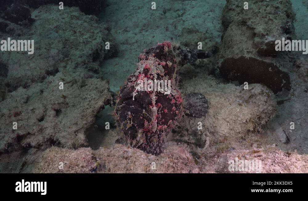 Giant anglerfish Stock Videos & Footage - HD and 4K Video Clips - Alamy