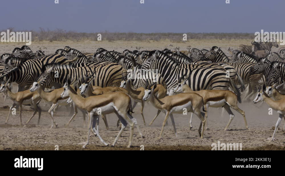 Springbok running Stock Videos & Footage - HD and 4K Video Clips - Alamy