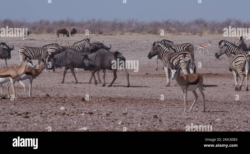 Springbok animals Stock Videos & Footage - HD and 4K Video Clips - Alamy