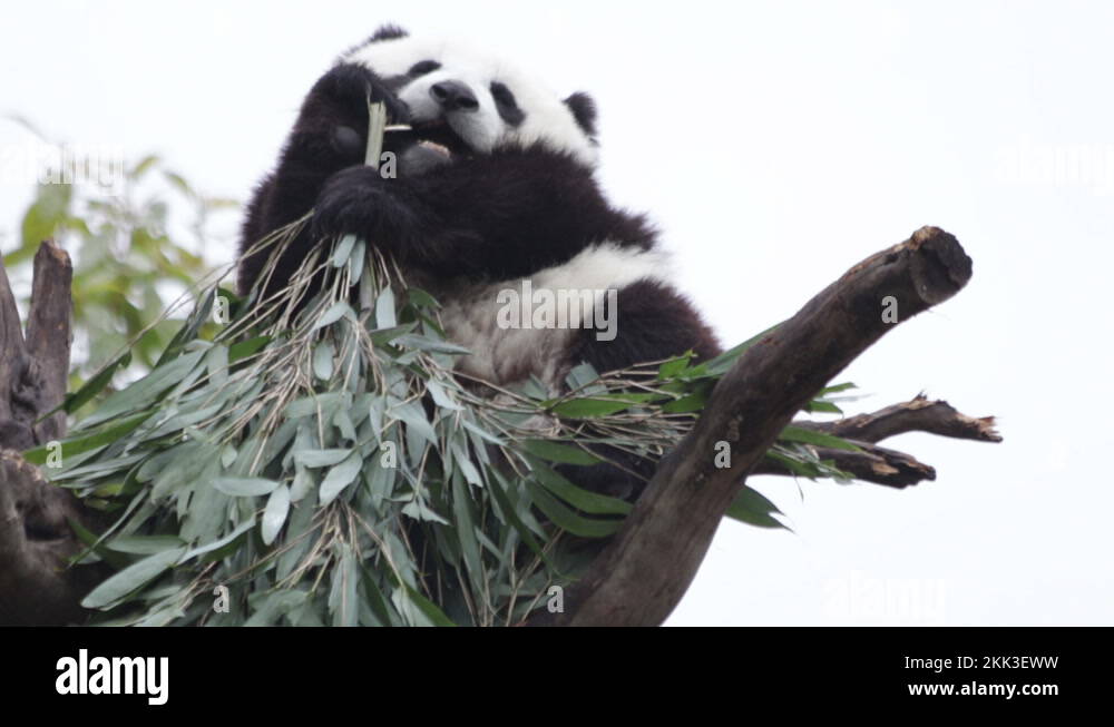 China panda reserve Stock Videos & Footage - HD and 4K Video Clips - Alamy