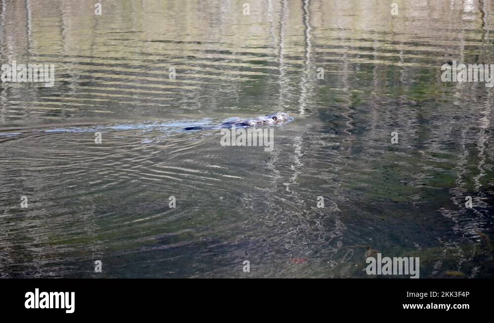 A muskrat quickly swims through a lake as the trees of the forest are ...