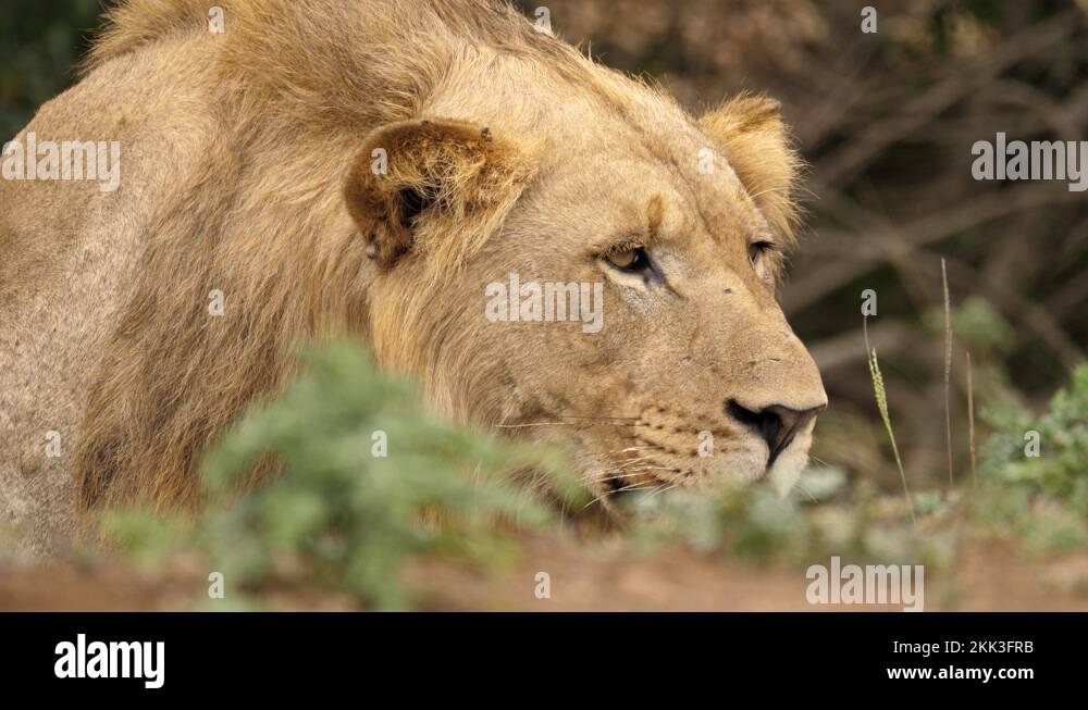 Focused lion Stock Videos & Footage - HD and 4K Video Clips - Alamy