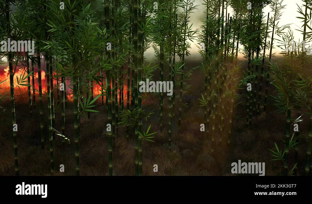 Bamboo forest clearing Stock Videos & Footage - HD and 4K Video Clips ...