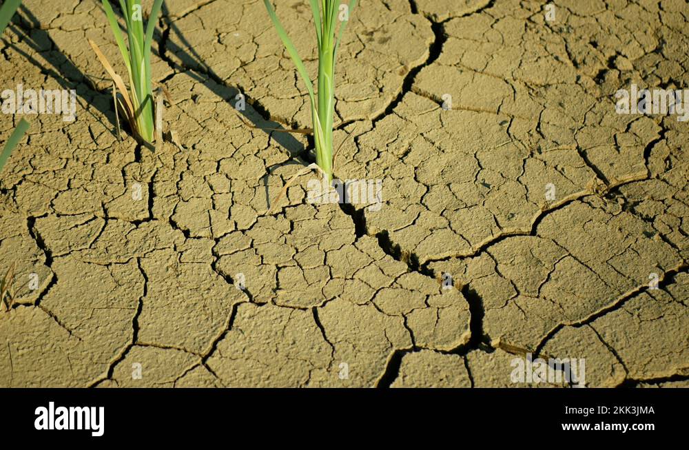 Drought cracked pond wetland, swamp very drying up the soil crust earth ...