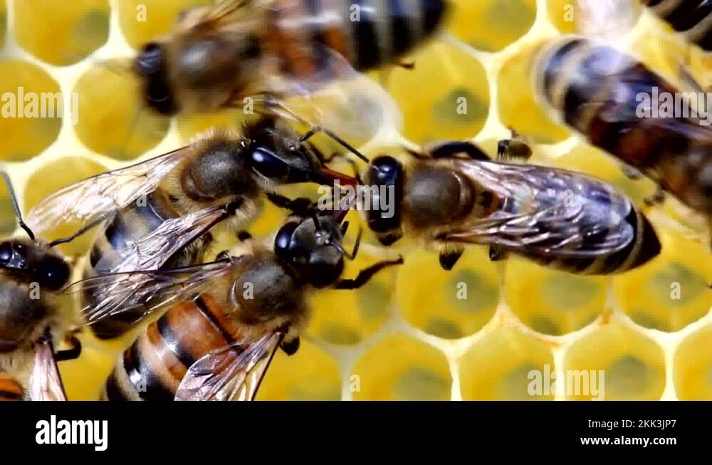 Honey bees communication Stock Videos & Footage - HD and 4K Video Clips ...