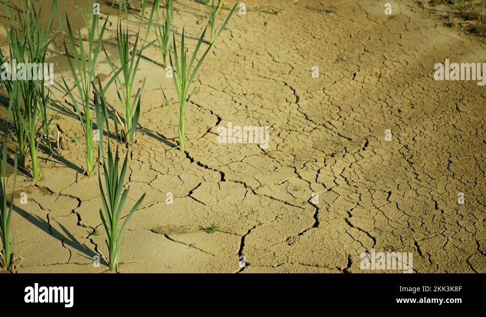 Drought cracked pond wetland, swamp very drying up the soil crust earth ...