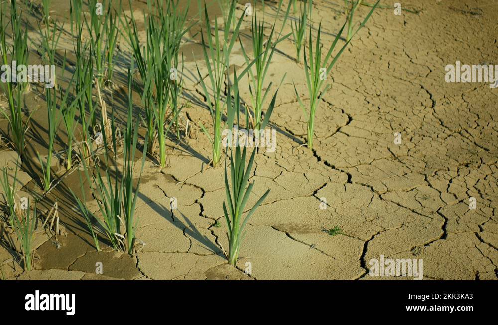 Cracked drought pond lake wetland, swamp very drying up the soil crust ...