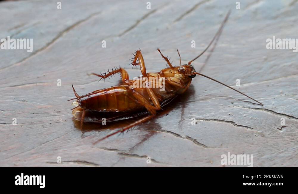 creepy roach, insect repellent. dying cockroach close up. insecticide ...