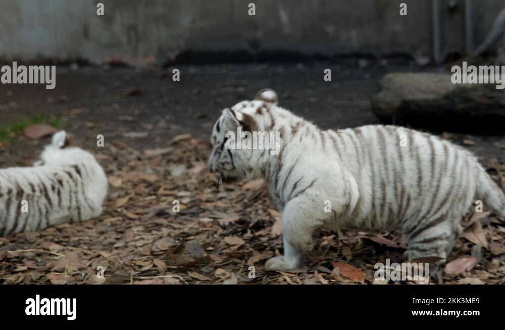 Tiger brothers Stock Videos & Footage - HD and 4K Video Clips - Alamy