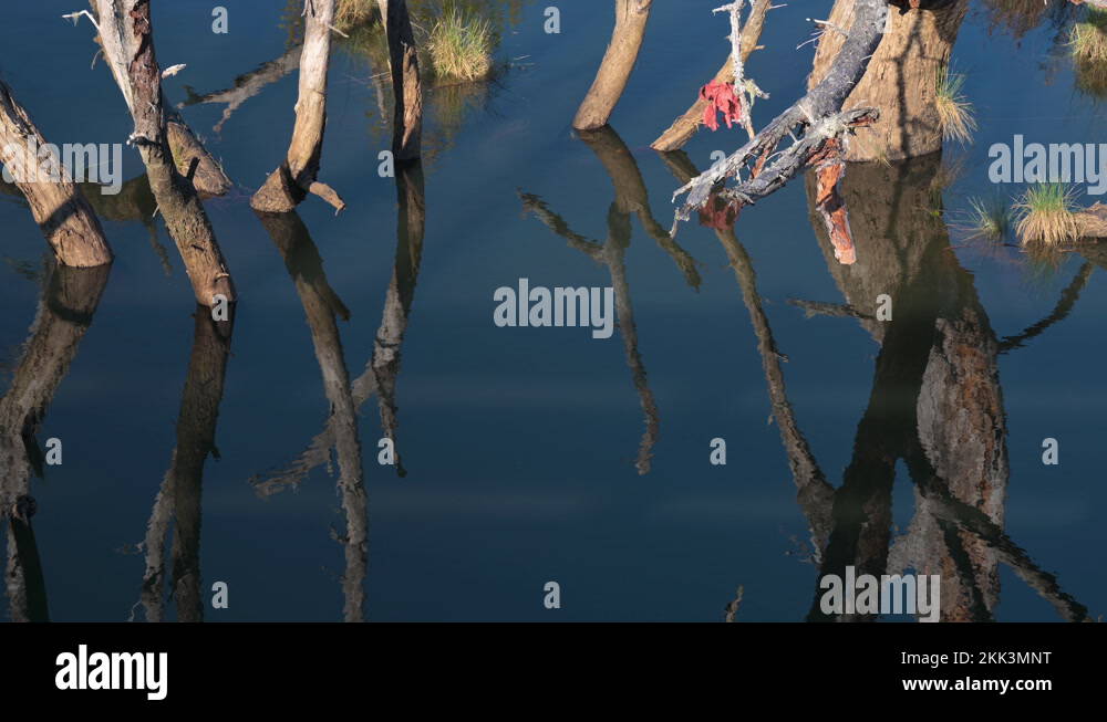 Tree roots in water Stock Videos & Footage - HD and 4K Video Clips - Alamy