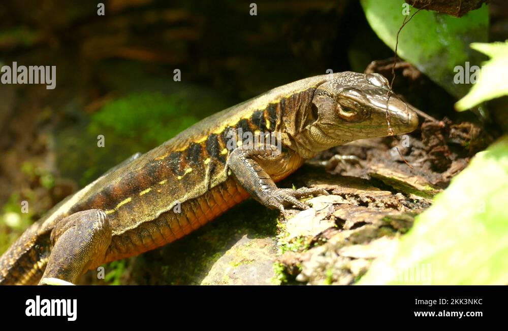 Brown striped lizard Stock Videos & Footage - HD and 4K Video Clips - Alamy