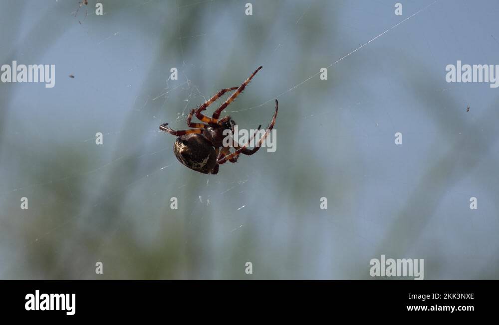 Spider in natural environment Stock Videos & Footage - HD and 4K Video ...