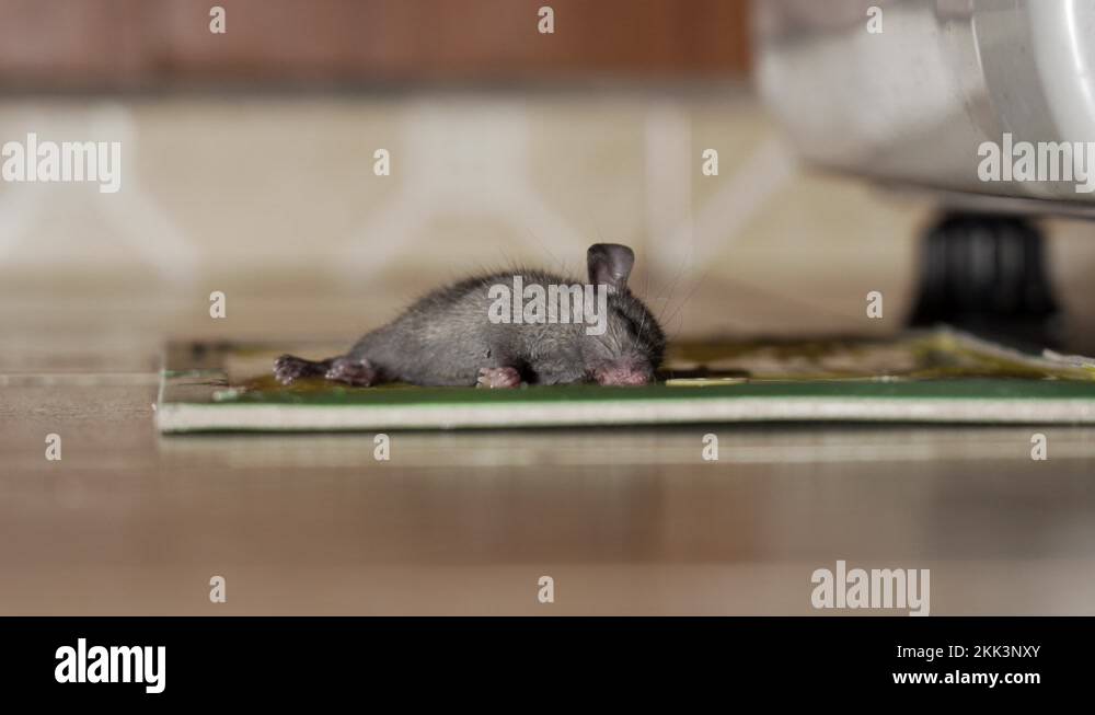 Mouse and trap Stock Videos & Footage - HD and 4K Video Clips - Alamy