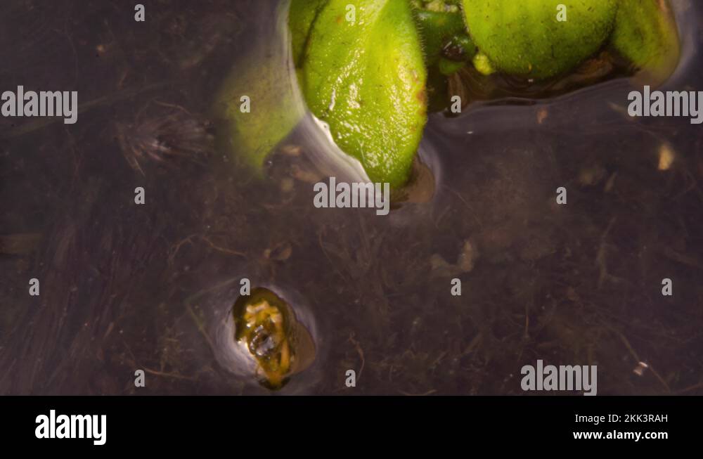 Swamped ground Stock Videos & Footage - HD and 4K Video Clips - Alamy