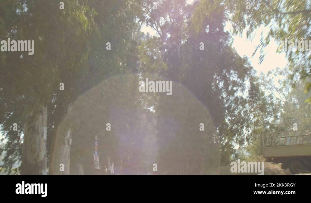 Gimbal steadicam motion as it passes through the forest of tall trees ...