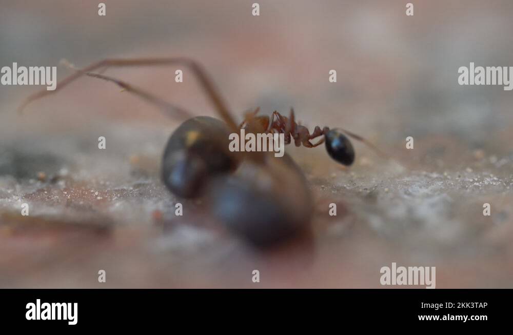 Pharaoh ant Stock Videos & Footage - HD and 4K Video Clips - Alamy