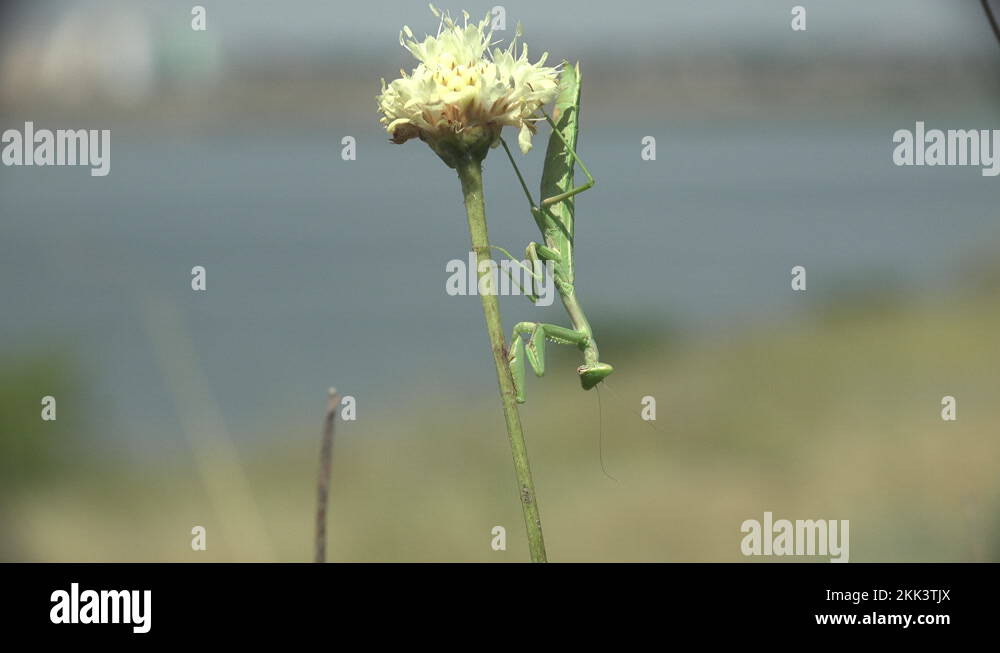 Mantodea in nature Stock Videos & Footage - HD and 4K Video Clips - Alamy