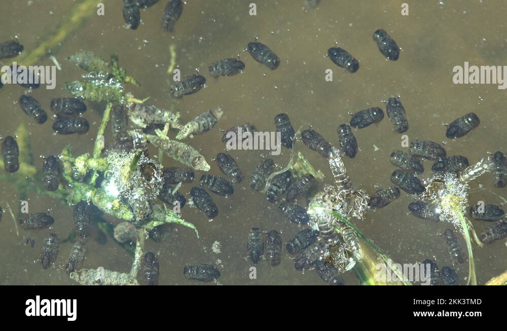 Underwater stage Stock Videos & Footage - HD and 4K Video Clips - Alamy