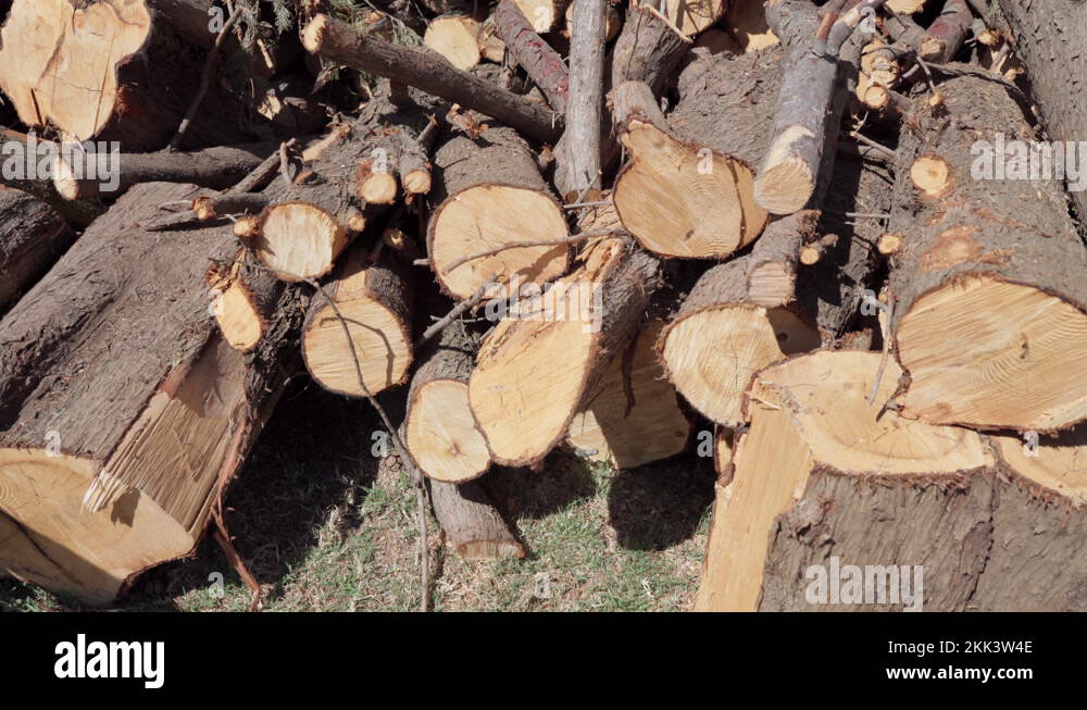 Stack of chopped folded wood logs sorted on the ground in the forest ...
