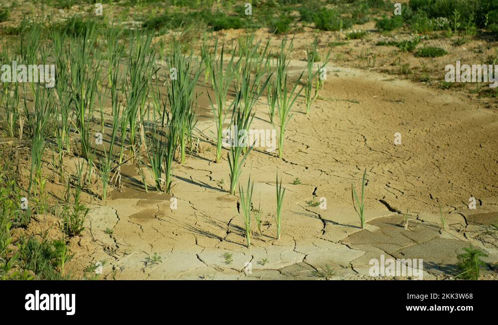 Cracks drought pond lake wetland, swamp very drying up the soil crust ...