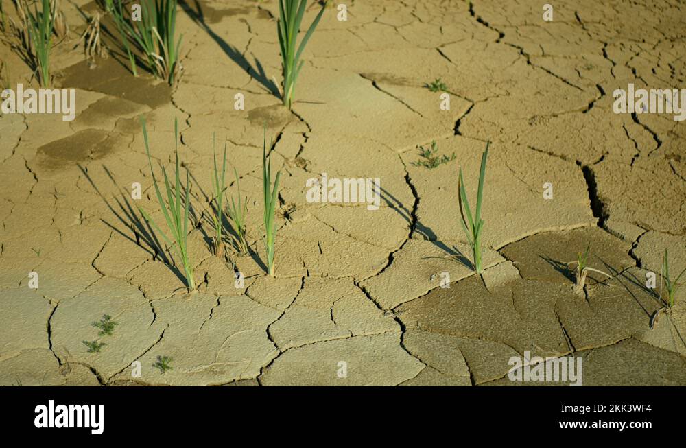 Cracks drought pond lake wetland, swamp very drying up the soil crust ...