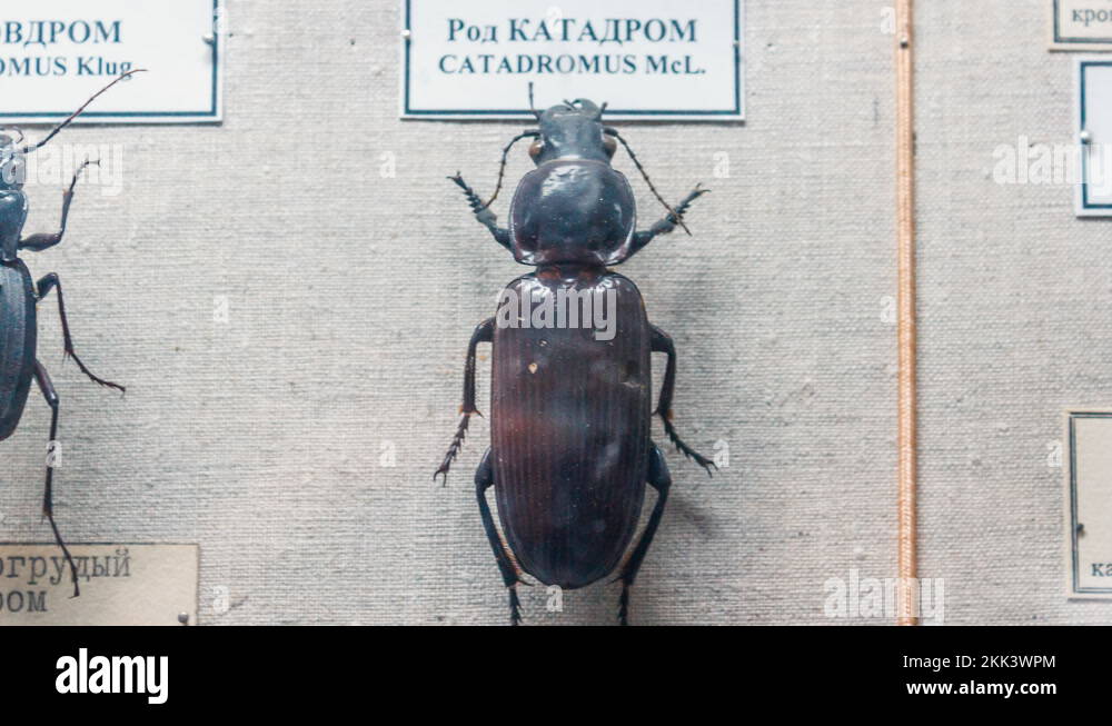 Collection beetles Stock Videos & Footage - HD and 4K Video Clips - Alamy