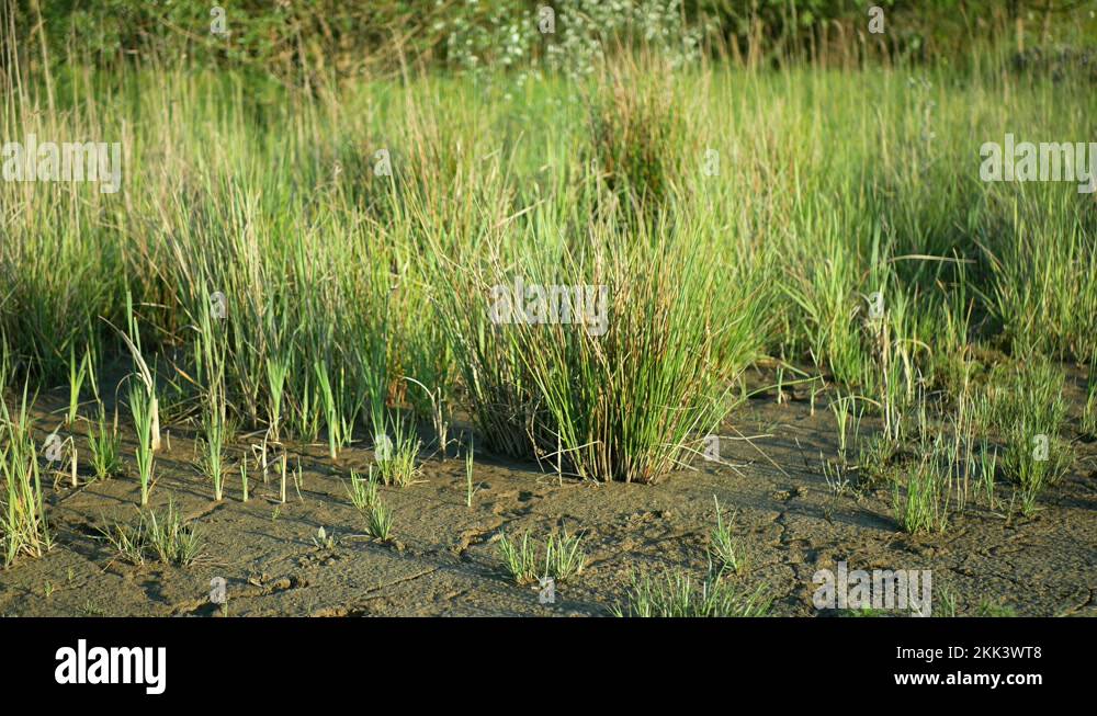 Drought wetland, swamp clay rushes Juncus drying up cracked soil crust ...