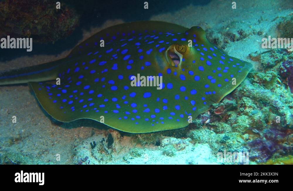 Bluespotted ribbontail stingray resting as tropical fish swim passed ...