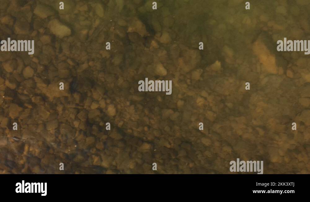 Pebbles underwater Stock Videos & Footage - HD and 4K Video Clips - Alamy