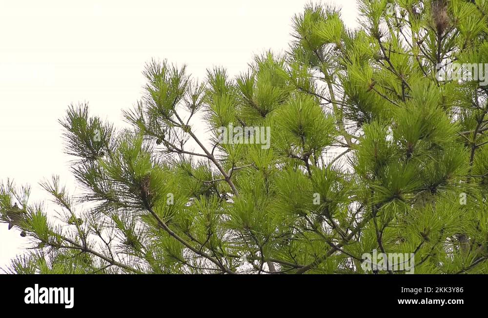 Botany trees conifers maritime Stock Videos & Footage - HD and 4K Video ...