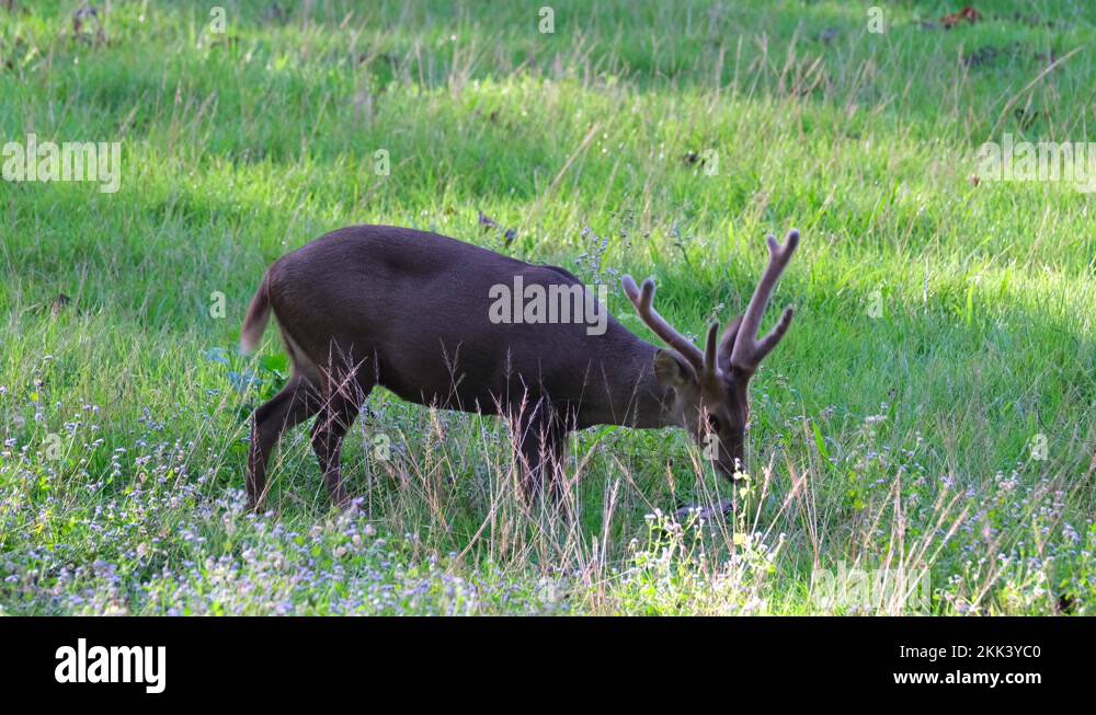 Hog deer Stock Videos & Footage - HD and 4K Video Clips - Alamy