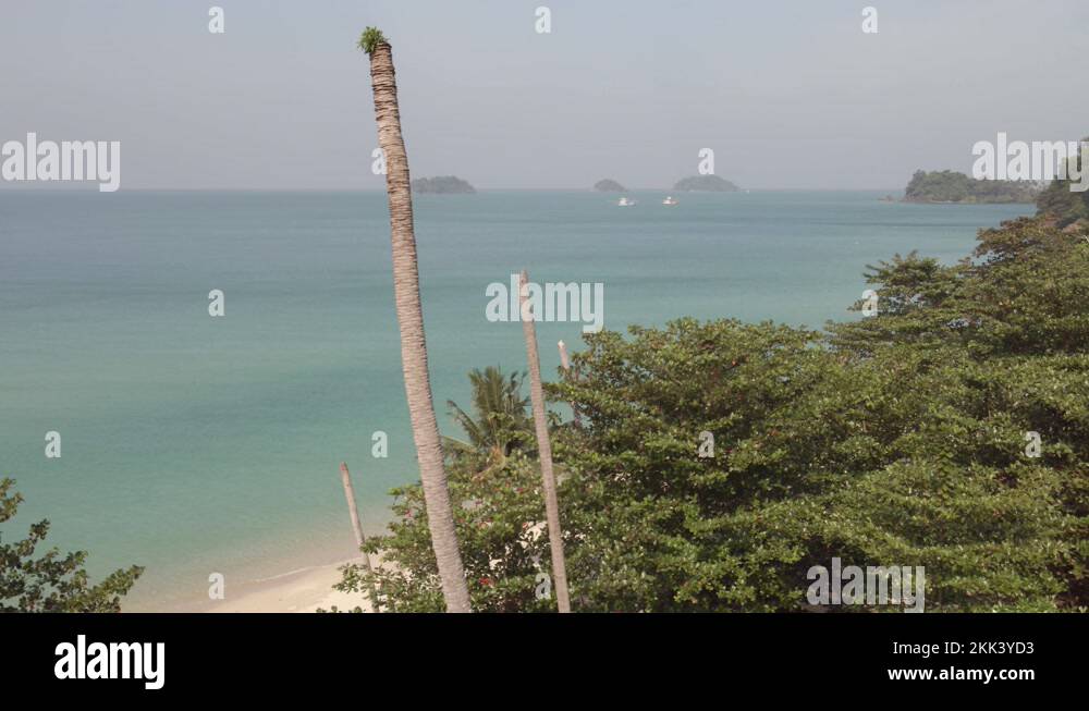 Palm tree with a dolly Stock Videos & Footage - HD and 4K Video Clips ...