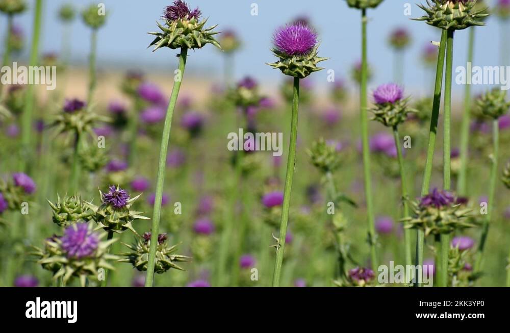 Medicinal farm Stock Videos & Footage - HD and 4K Video Clips - Alamy