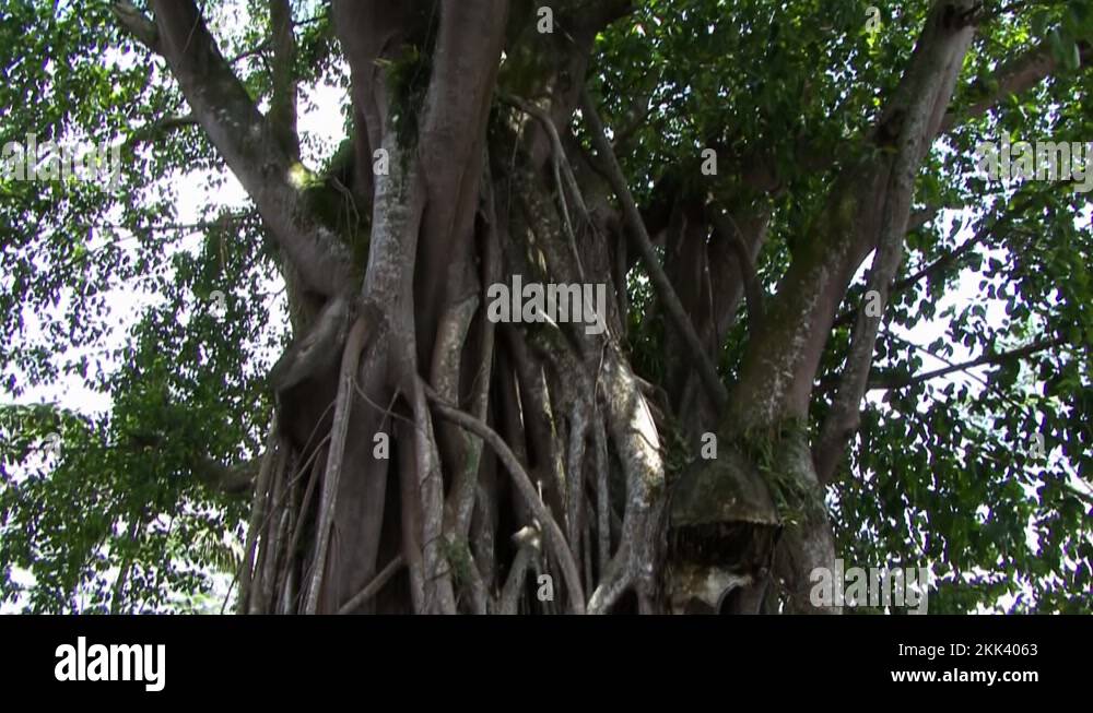 Temple culture tree garden Stock Videos & Footage - HD and 4K Video ...