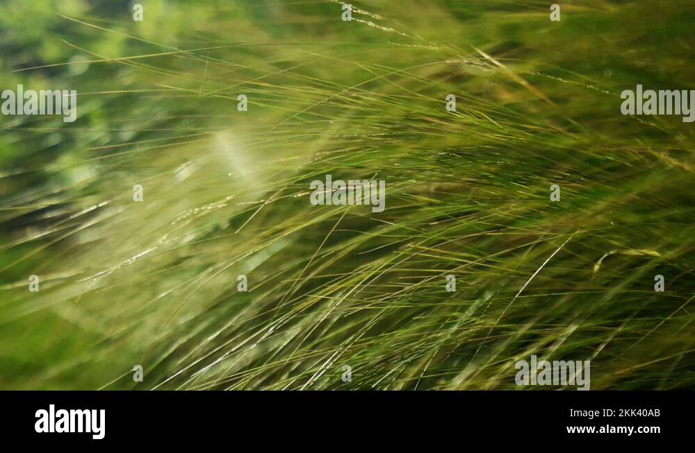 High grass weeds Stock Videos & Footage - HD and 4K Video Clips - Alamy