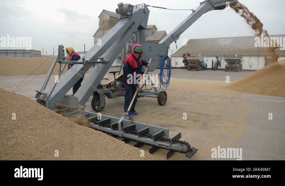 Wheat processing Stock Videos & Footage - HD and 4K Video Clips - Alamy