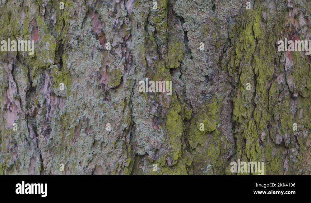 Beech bark texture Stock Videos & Footage - HD and 4K Video Clips - Alamy