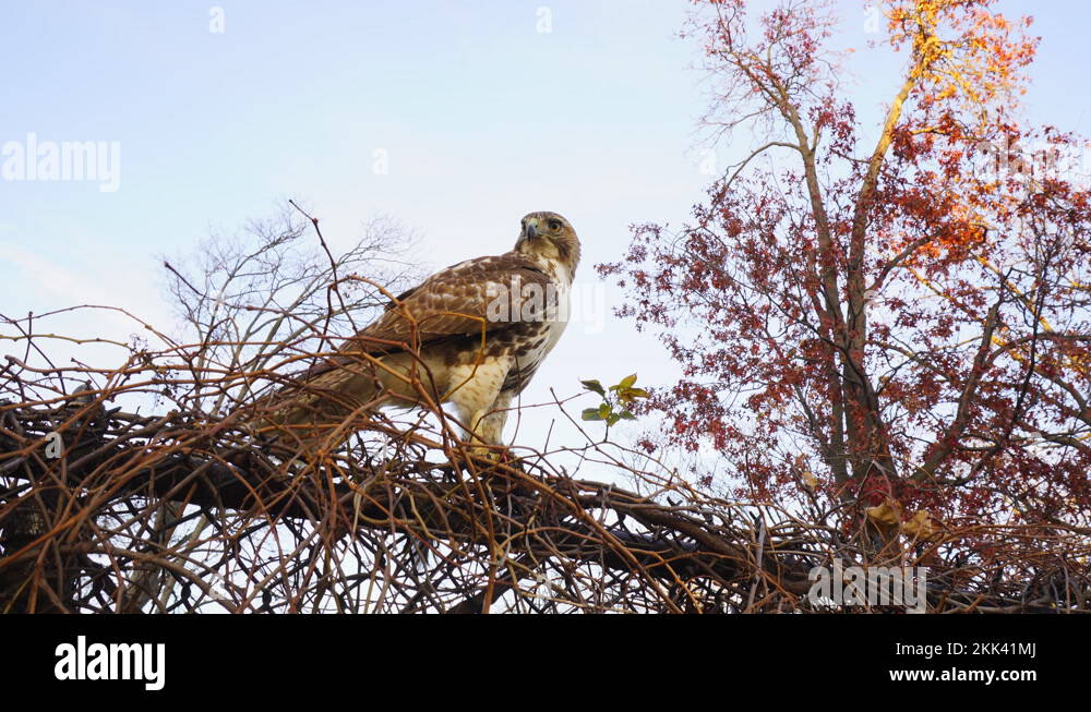 A RED-TAILED HAWK preys on a squirrel in East Village at NYC Stock ...